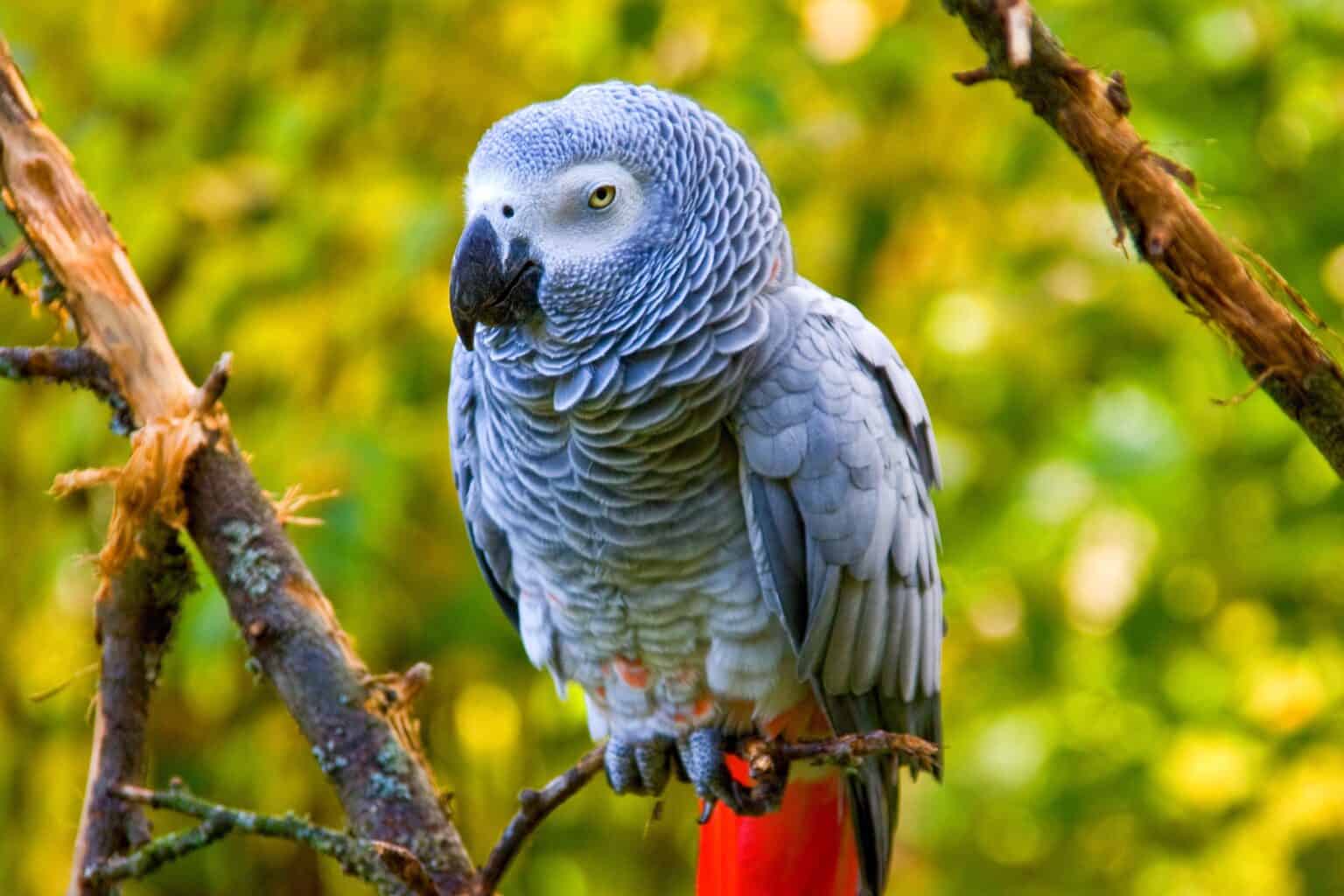 How Much Does an African Grey Parrot Cost? (2026 Updated)