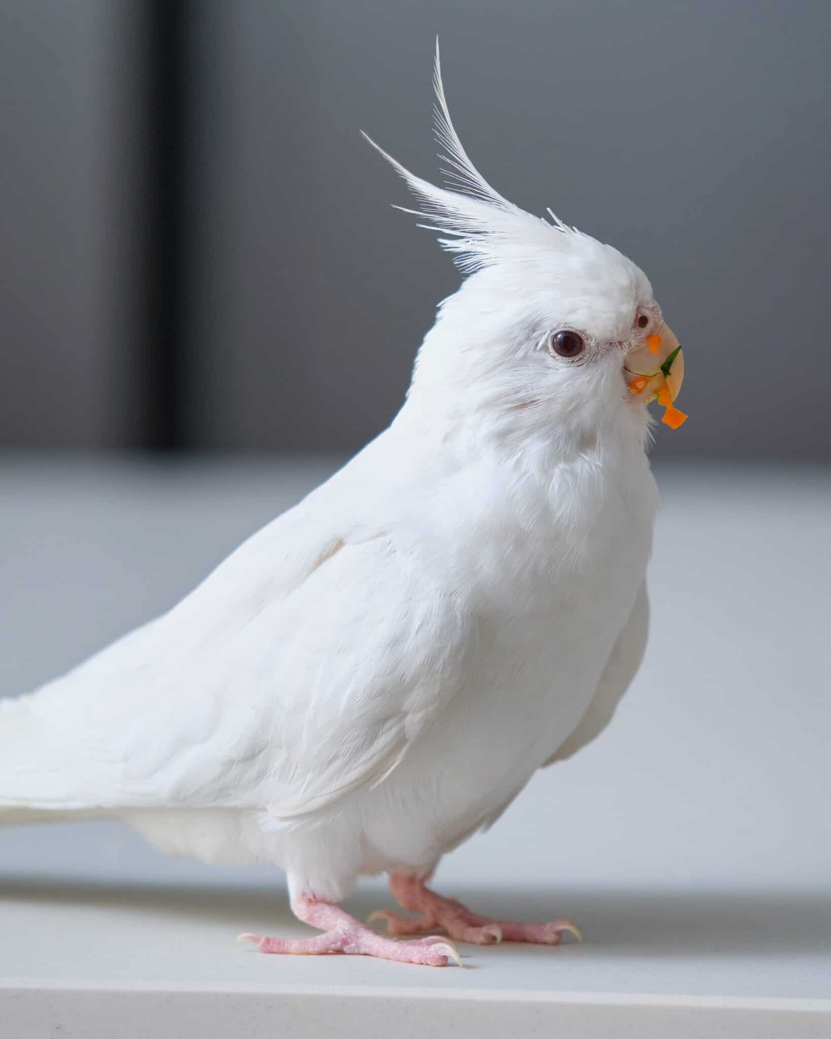 How Much Does a Cockatiel Cost? (2025 Updated)