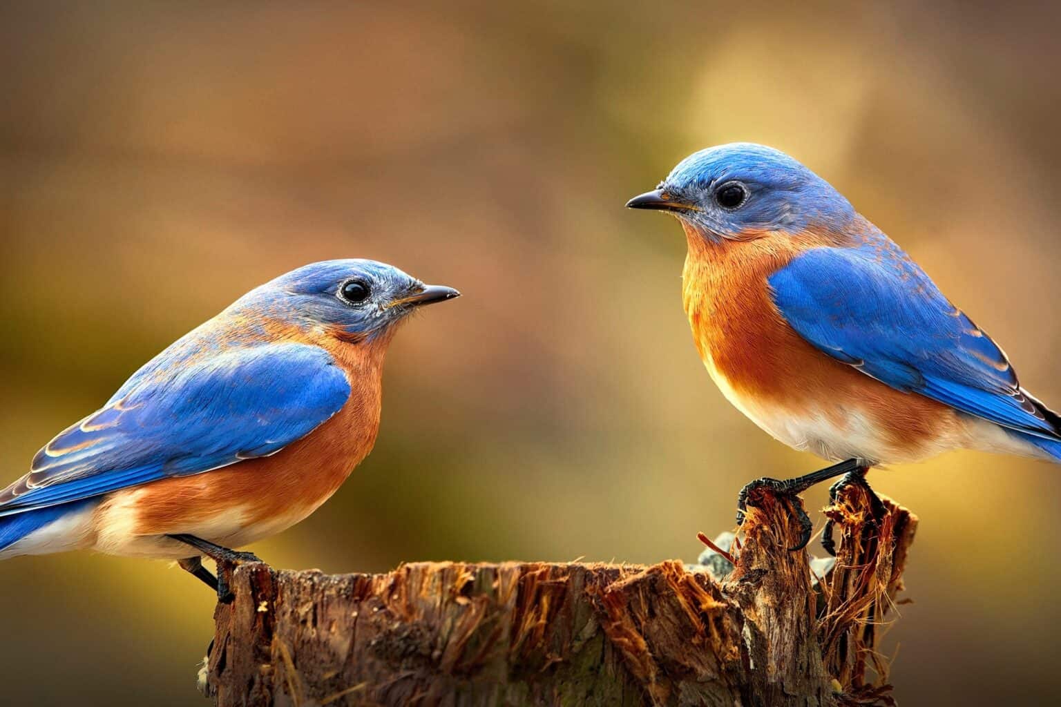 28 Amazing Blue Birds With Orange Chests