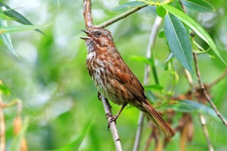 50 Small Brown Birds to Brighten Your Day