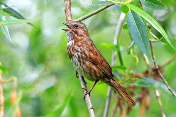 24 Types of Gray Birds (With Pictures & ID Guide)