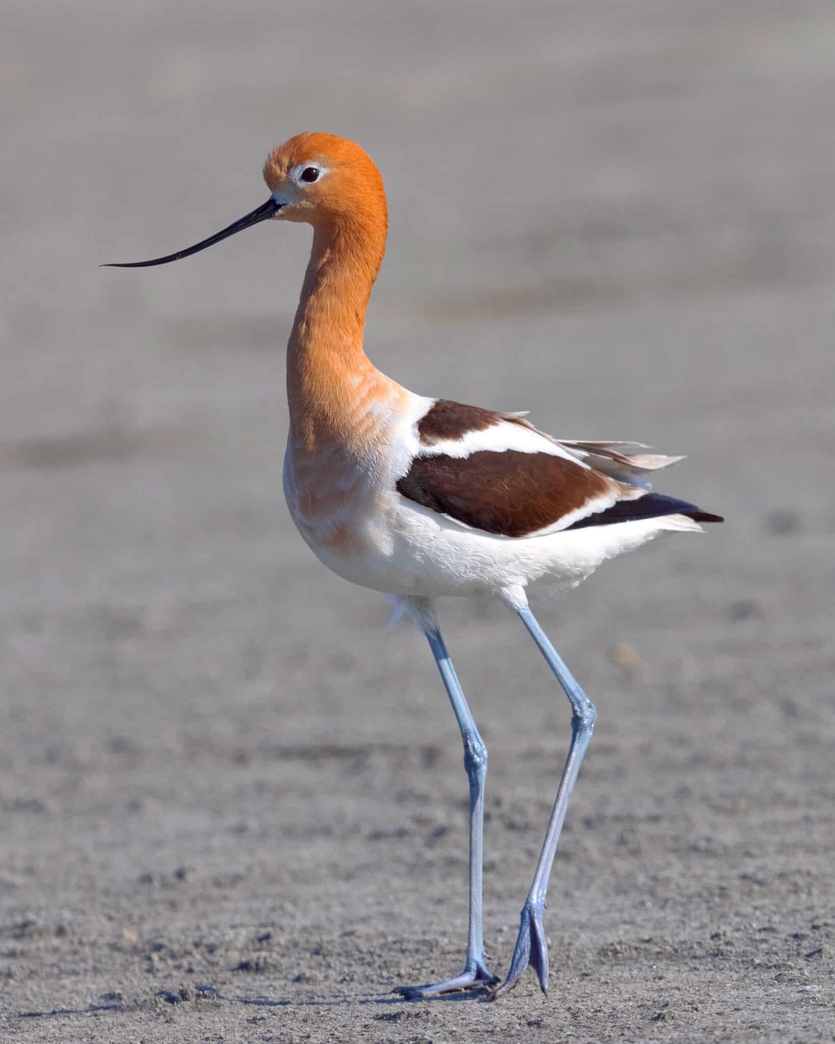 35 Birds With White Stripes on Wings