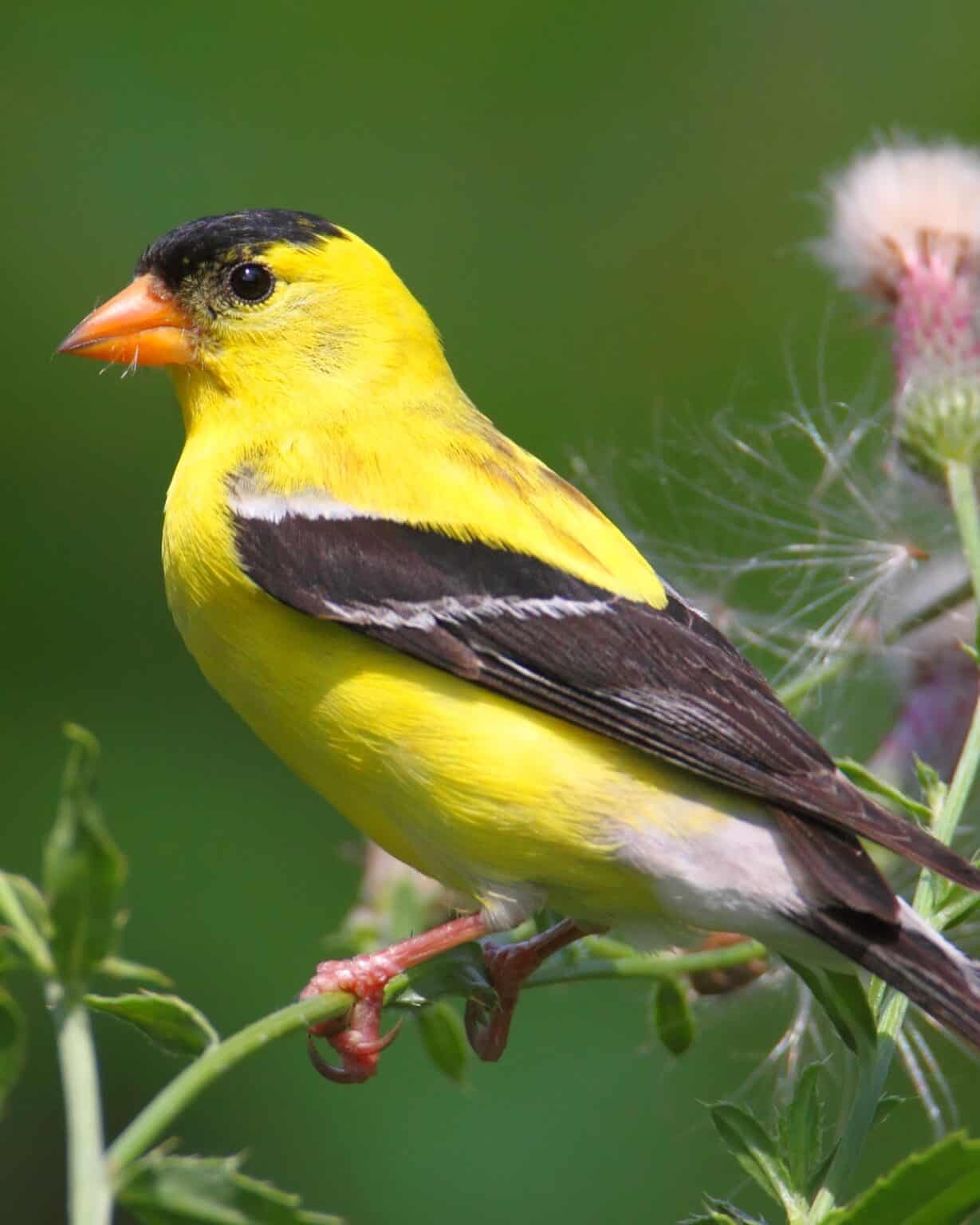 52 Yellow and Black Birds (With Pictures & ID Guide)