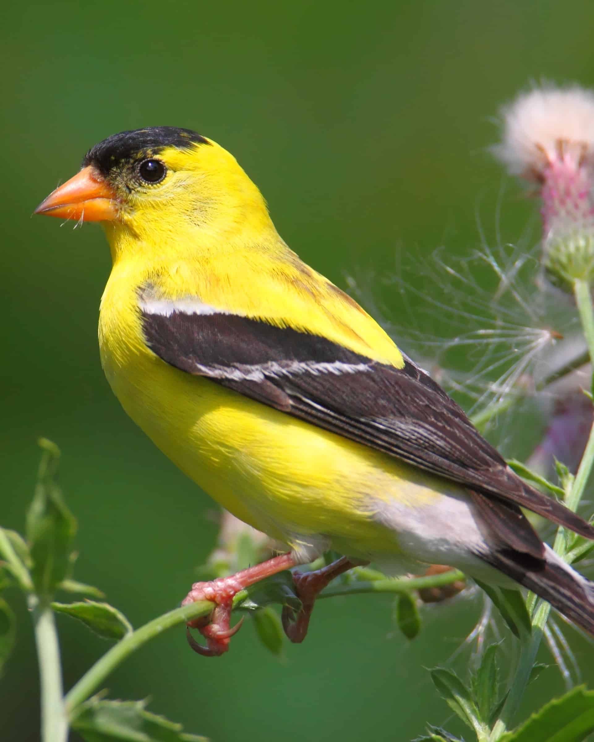 52 Yellow and Black Birds (With Pictures & ID Guide)