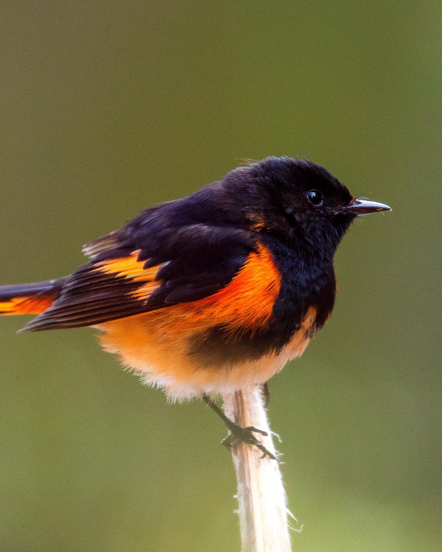 49 Birds With Orange Chests - Bird Helpful