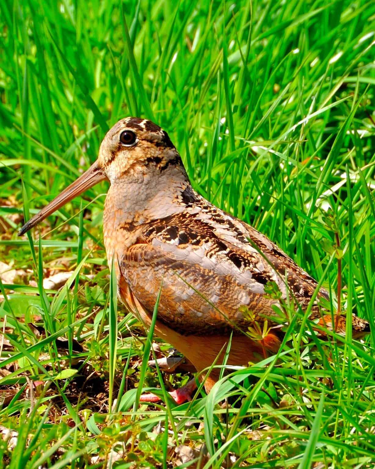 24 Small Birds With Long Beaks - Bird Helpful