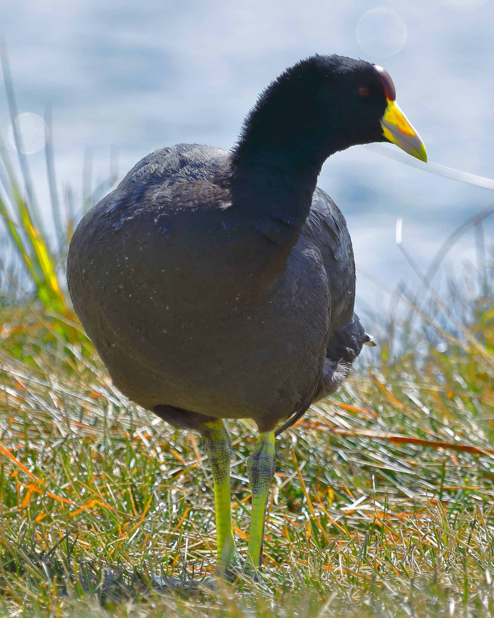 28 Black Birds With Yellow Beaks - Bird Helpful