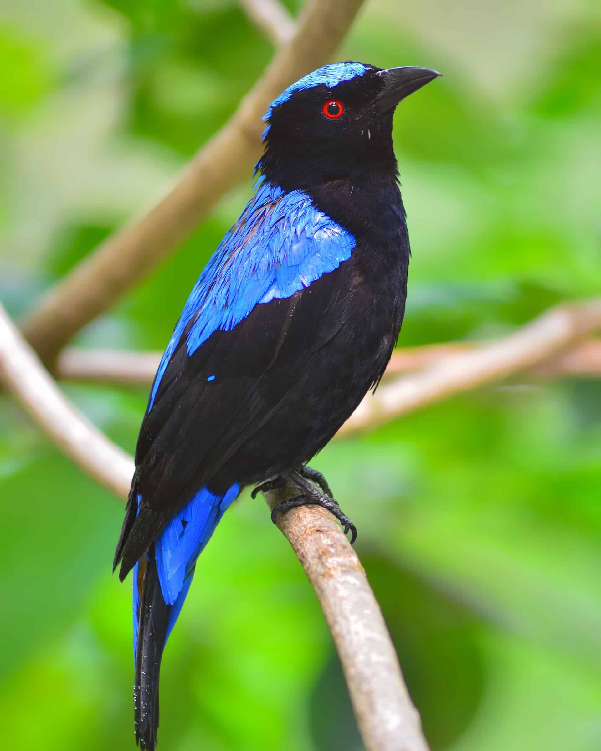 23 Unique Black Birds With Blue Heads
