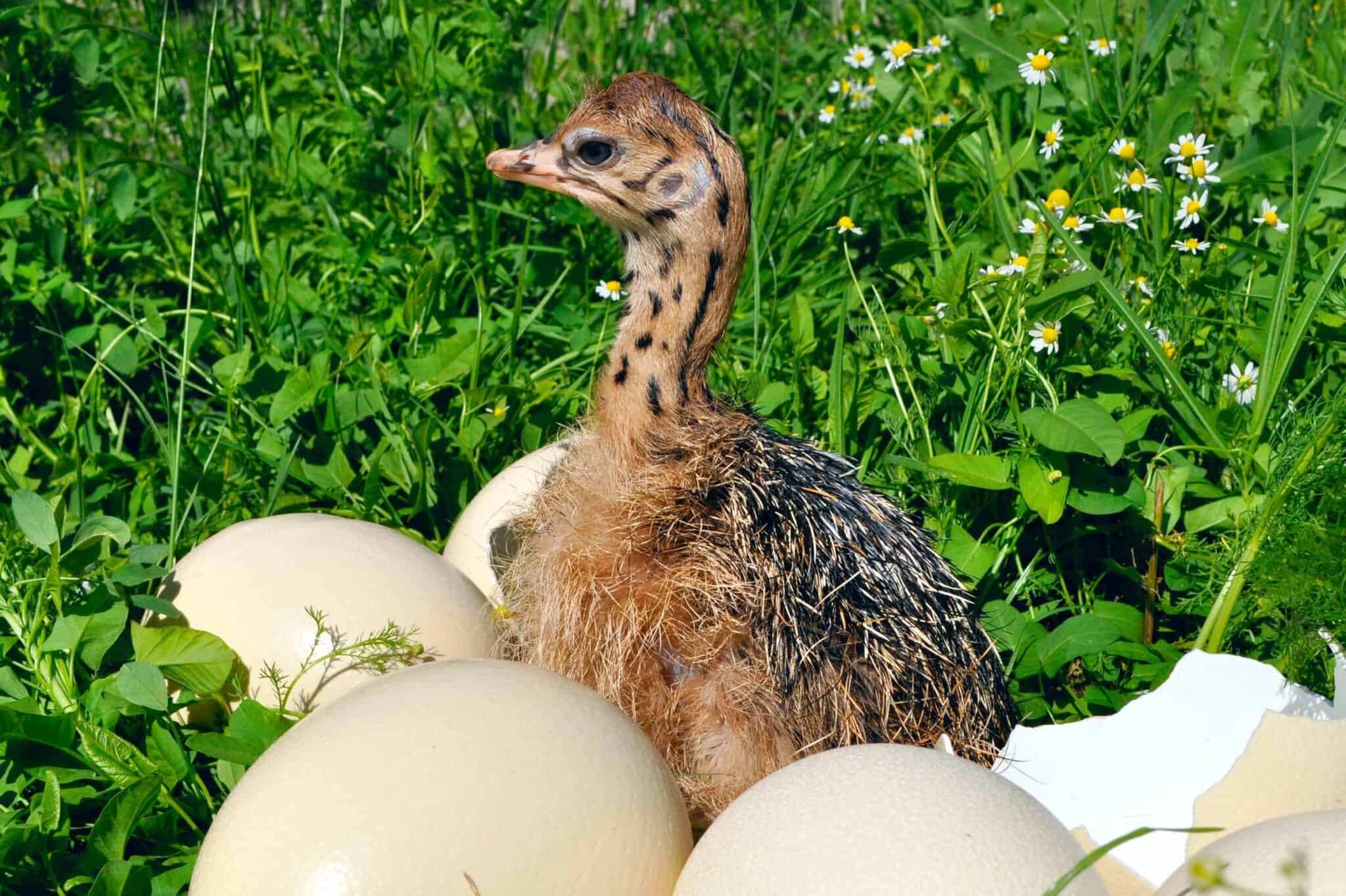 What Is a Baby Ostrich Called? (Facts & Pictures!)