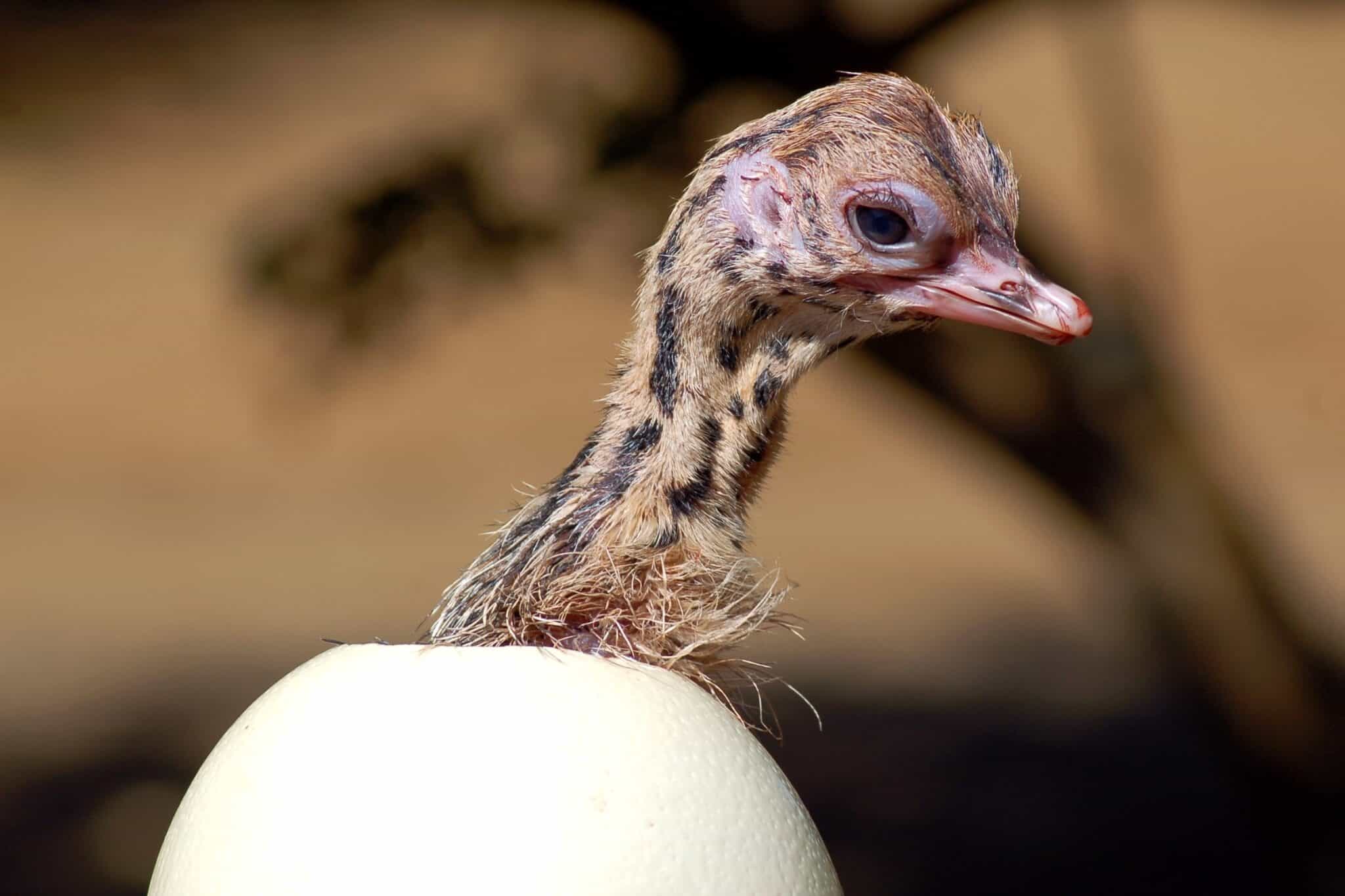 What Is a Baby Ostrich Called? (Facts & Pictures!)