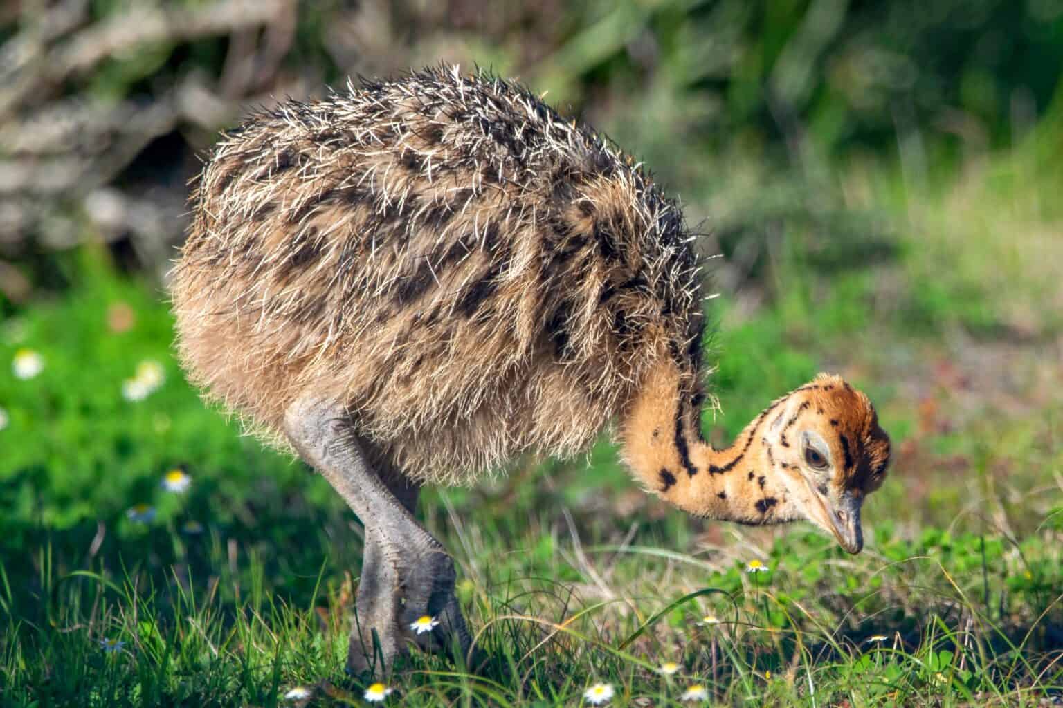 What Is a Baby Ostrich Called? (Facts & Pictures!)