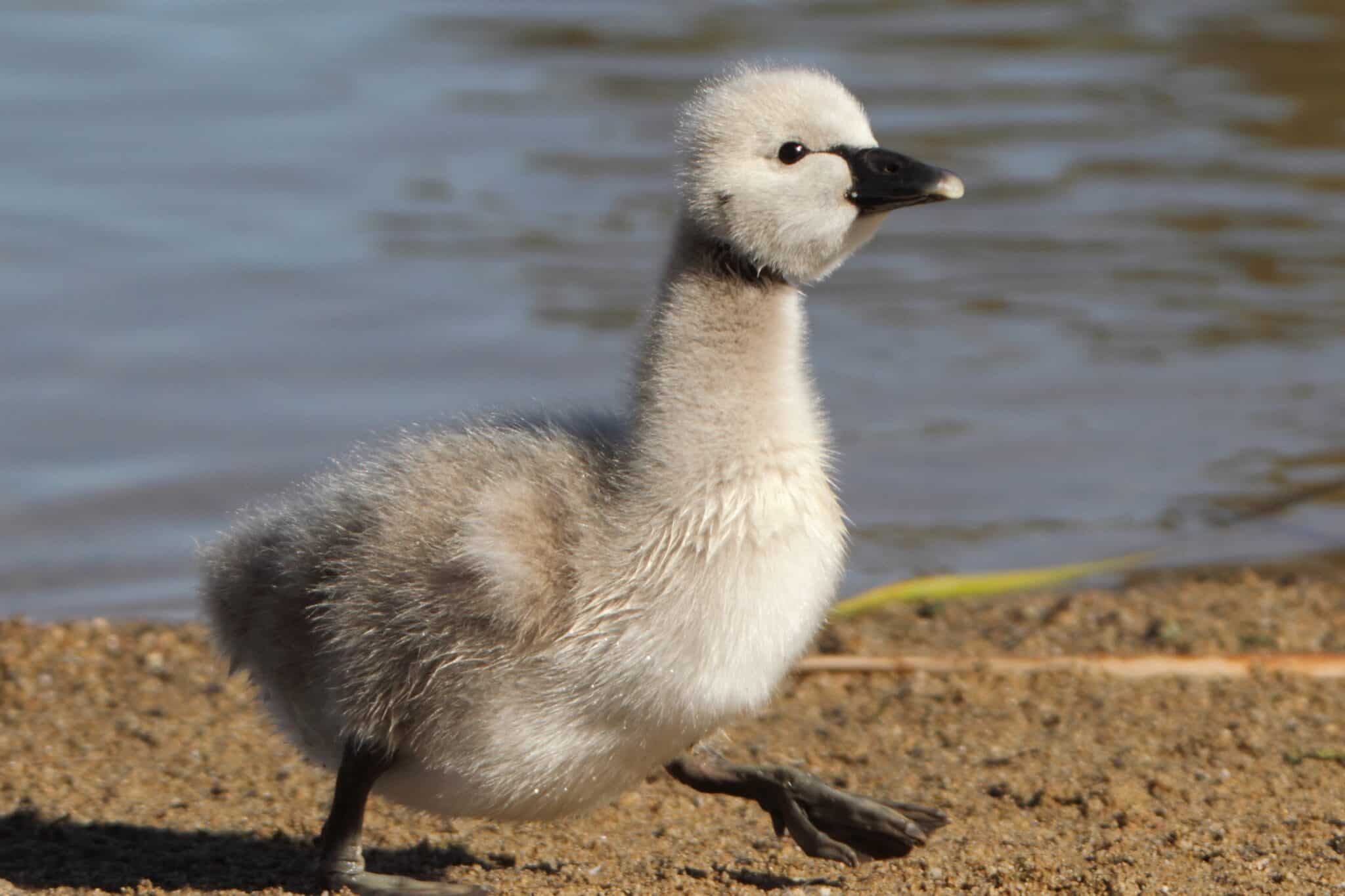 What Is a Baby Swan Called? - Facts and Pictures!