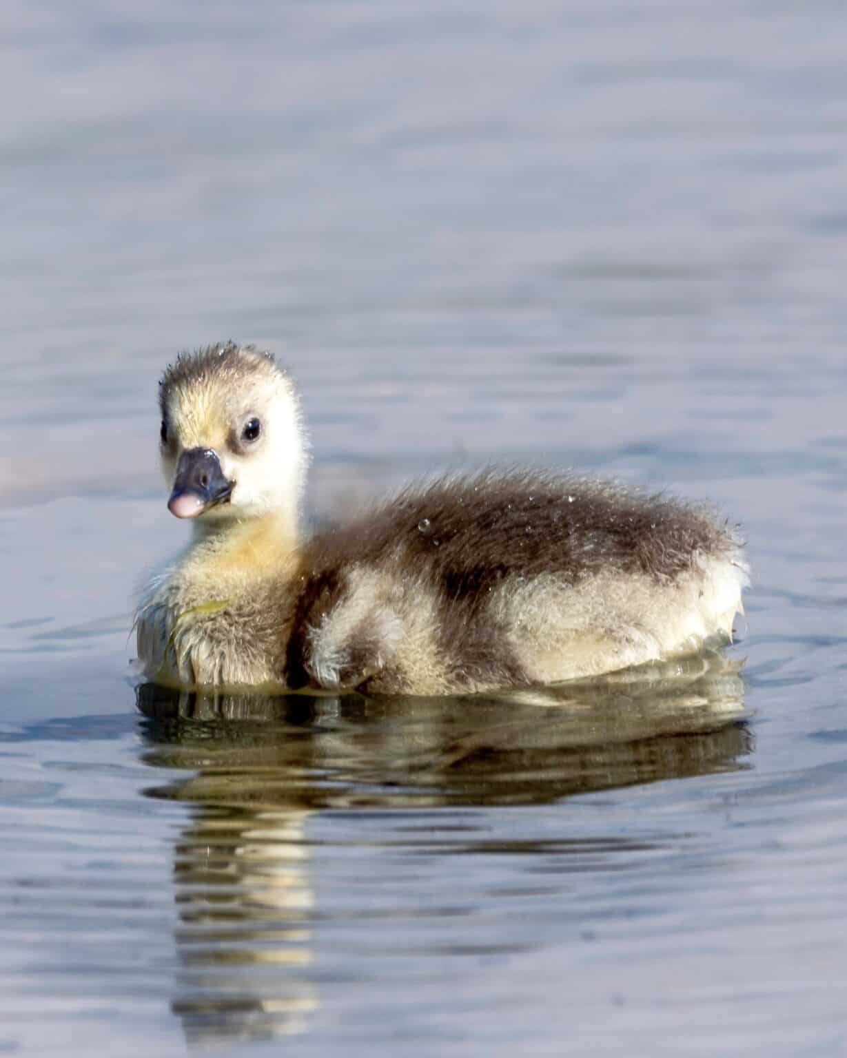 What Is a Baby Swan Called? - Facts and Pictures!