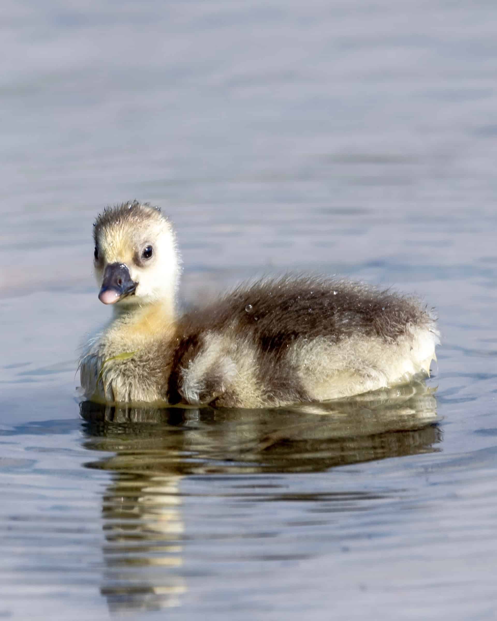 What Is a Baby Swan Called? - Facts and Pictures!