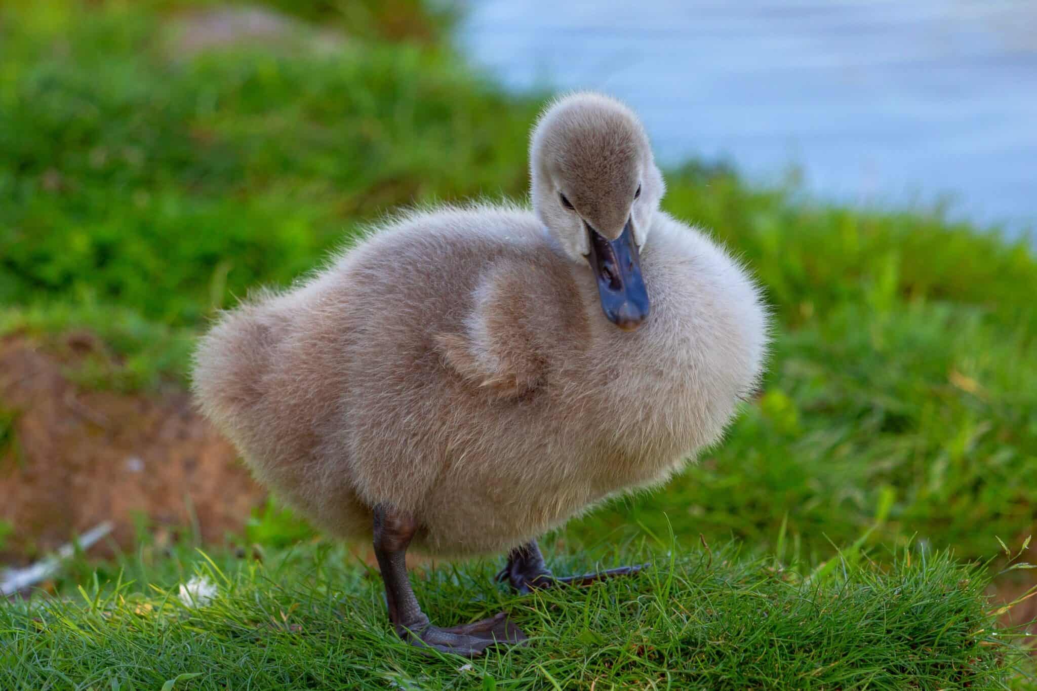 What Is a Baby Swan Called? - Facts and Pictures!