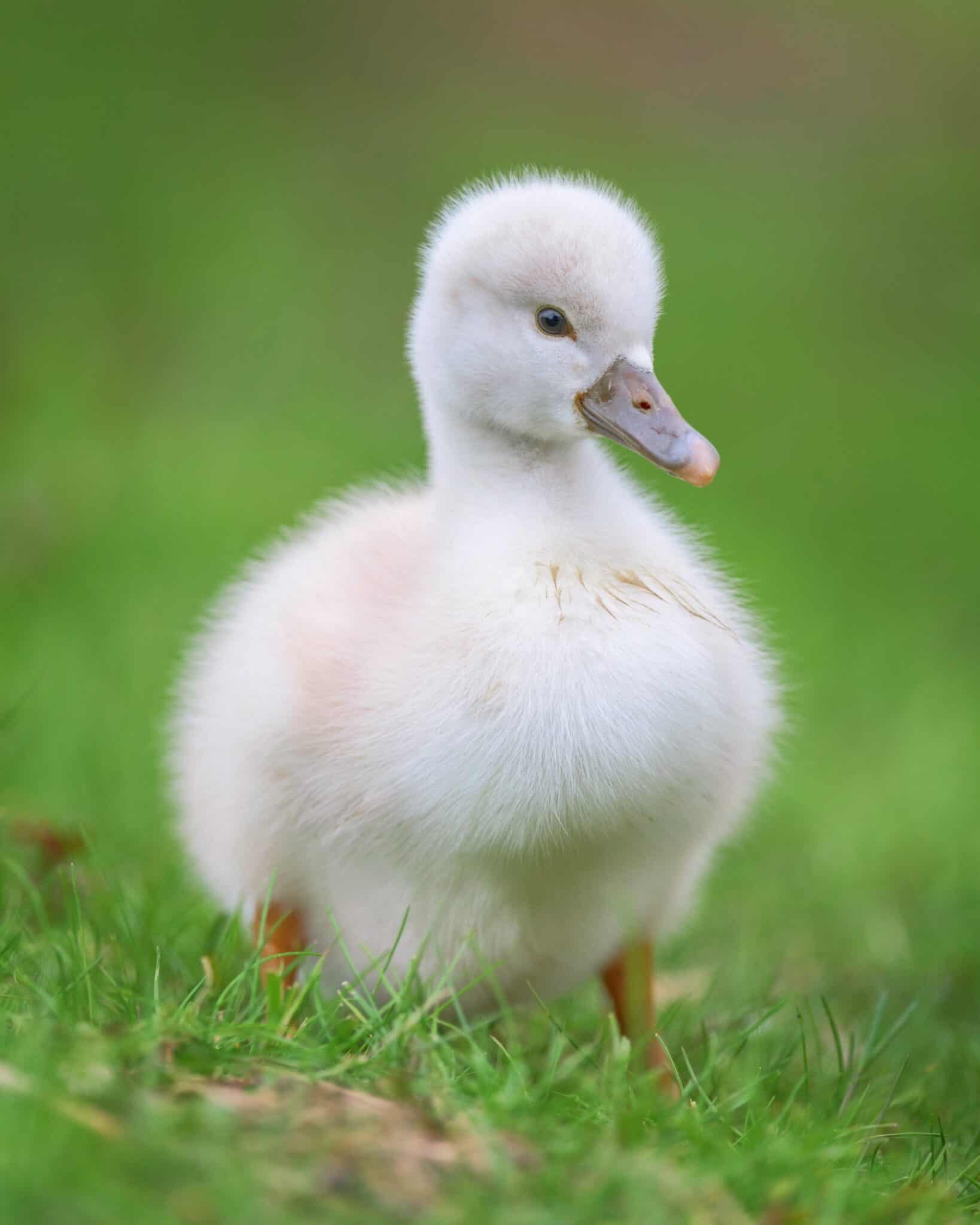 What Is a Baby Swan Called? - Facts and Pictures!