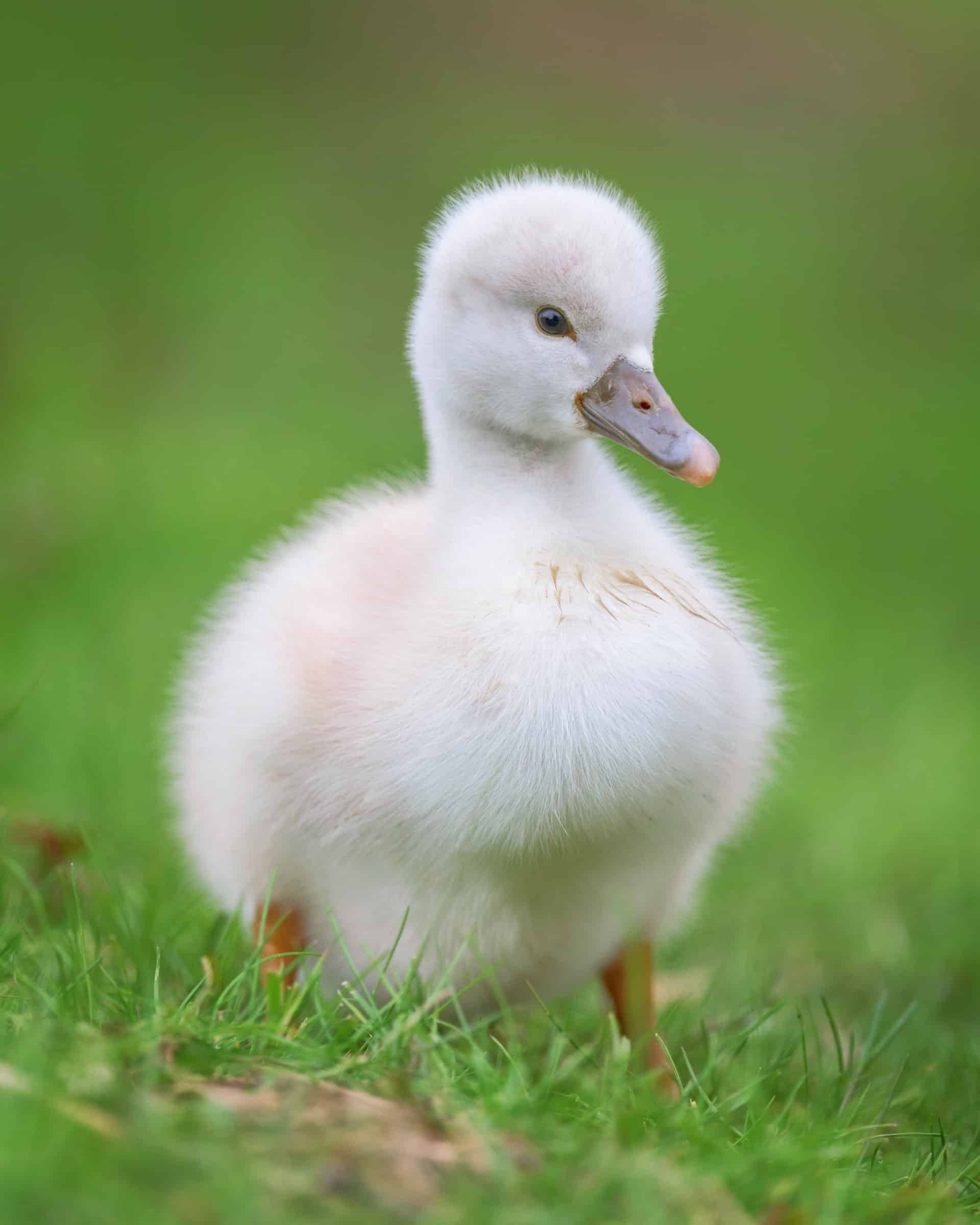 What Is a Baby Swan Called? - Facts and Pictures!
