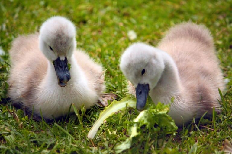 What Is a Baby Swan Called? - Facts and Pictures!