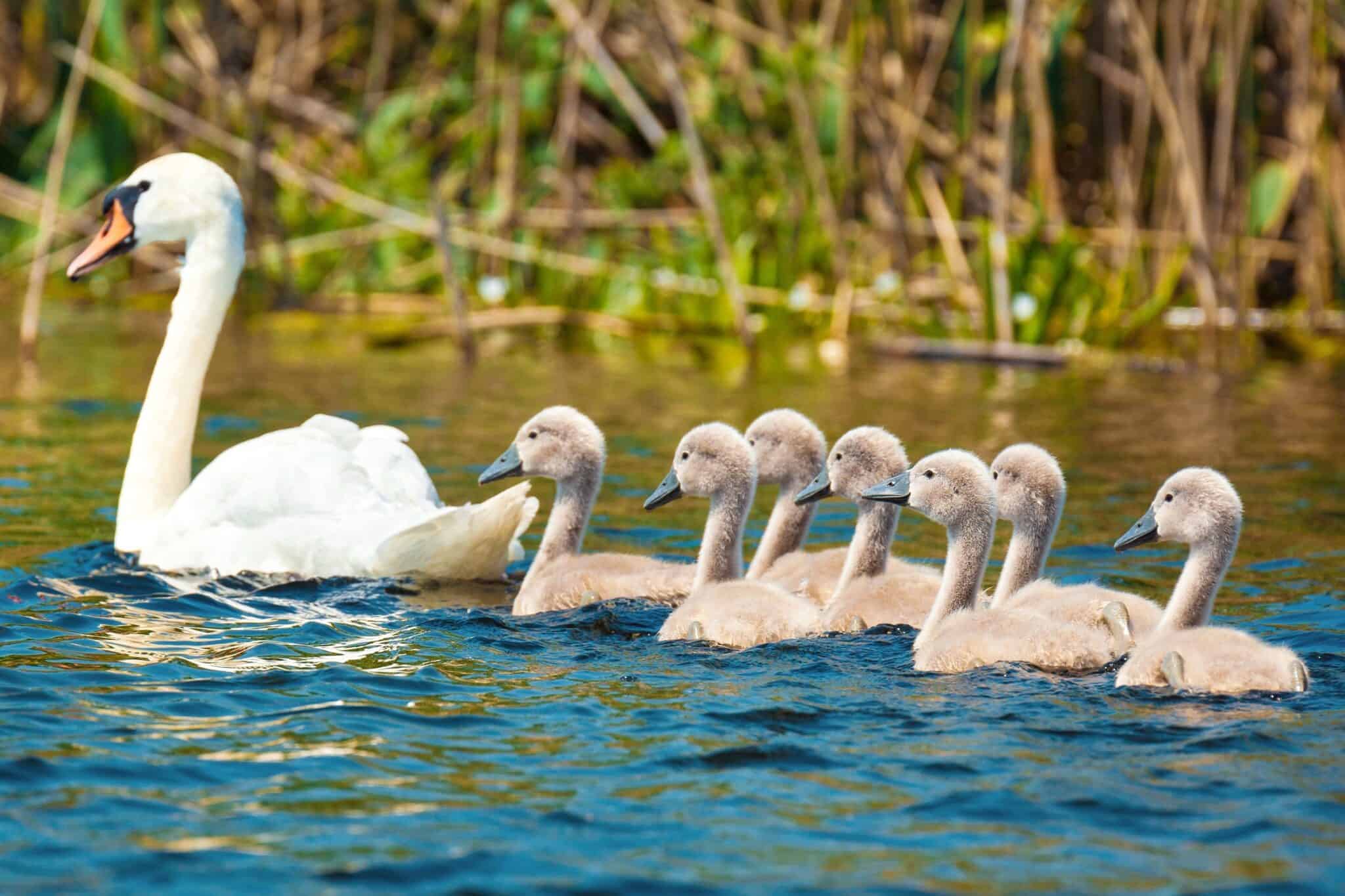 What Is a Baby Swan Called? - Facts and Pictures!