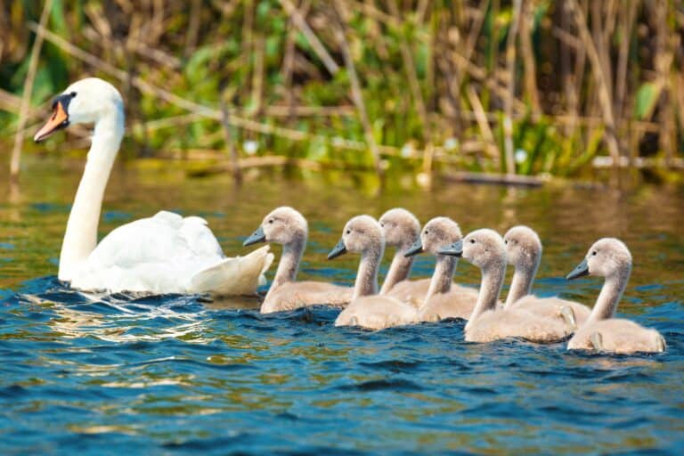 What Is a Baby Swan Called? - Facts and Pictures!