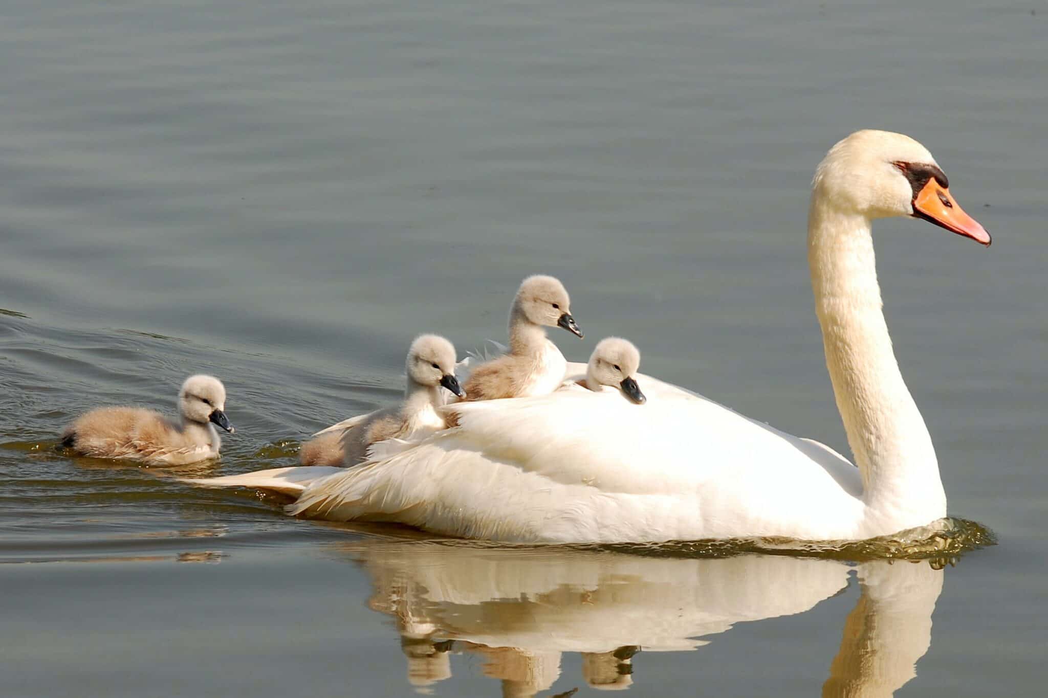 What Is a Baby Swan Called? - Facts and Pictures!