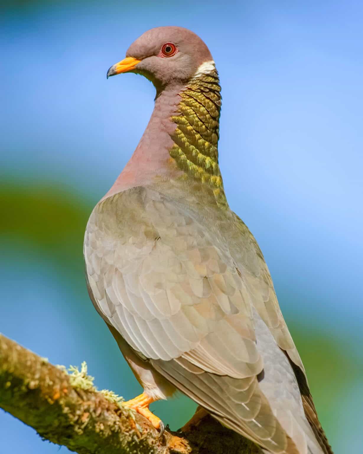 59 Different Types of Pigeons (With Pictures & Names)