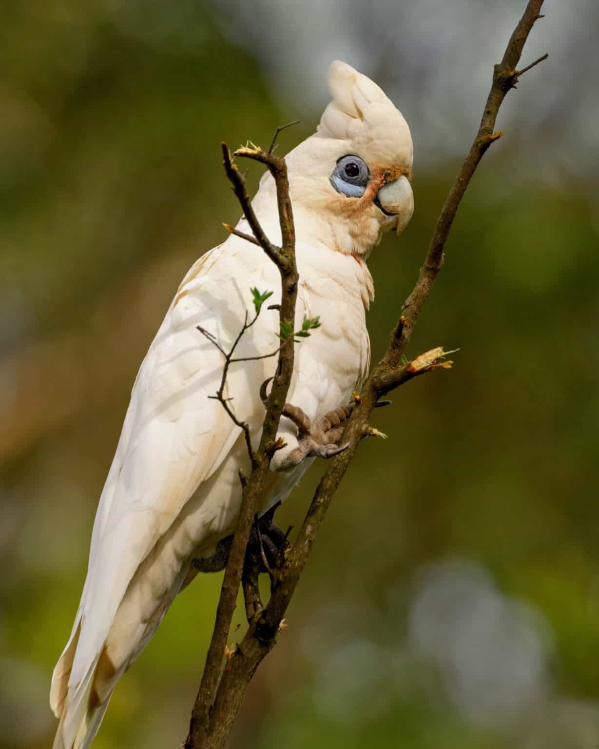 How Much Does a Cockatoo Cost? (2025 Updated)