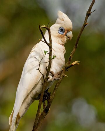 How Much Does a Cockatoo Cost? (2025 Updated)