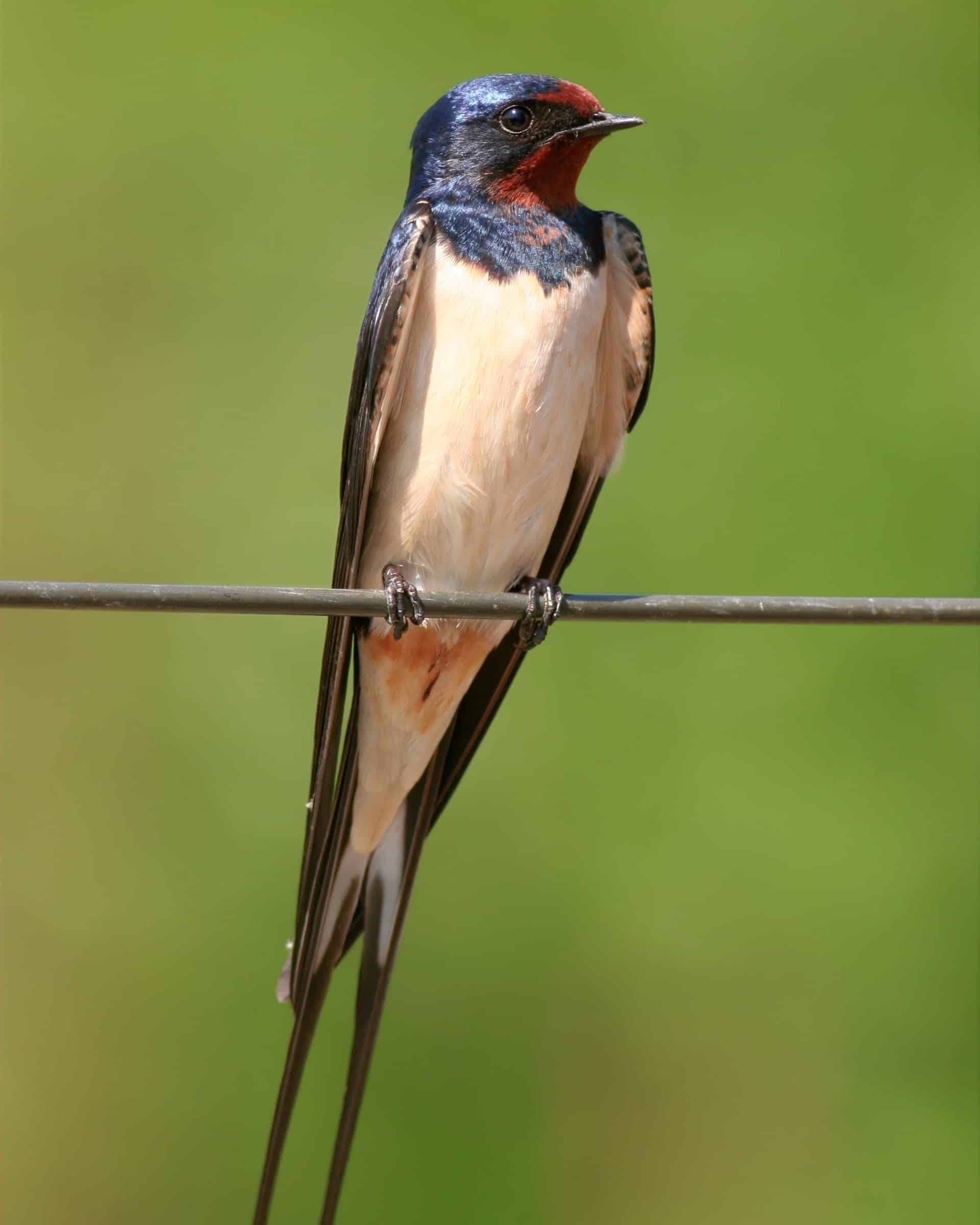 32 Species of Birds With Red Heads