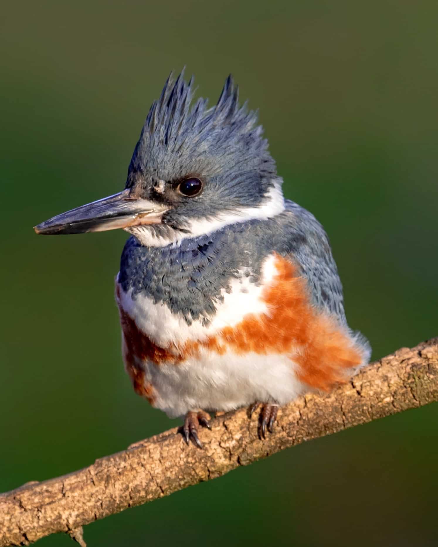 28 Amazing Blue Birds With Orange Chests