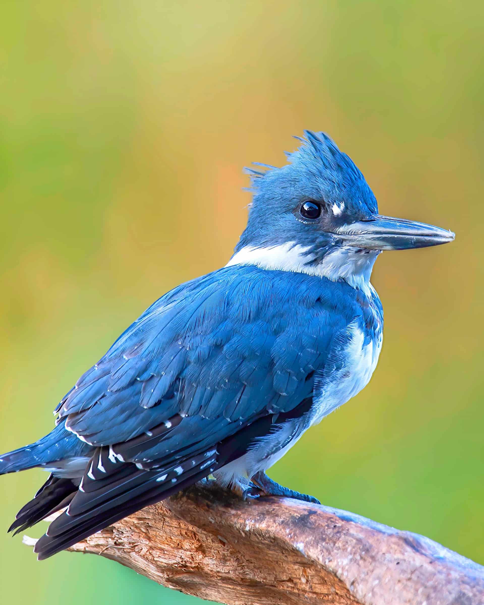 35 Birds With White Stripes on Wings