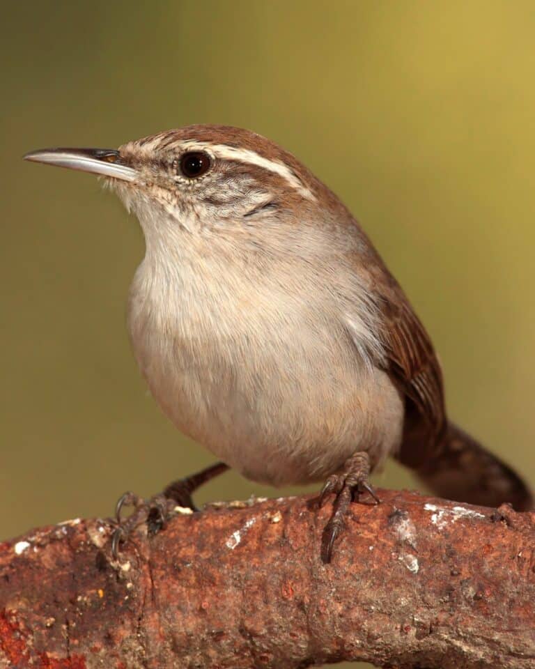 24 Small Birds With Long Beaks - Bird Helpful