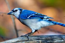 The Rare Blue Cardinal: Myth or Reality? - Bird Helpful