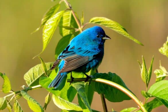 The Rare Blue Cardinal: Myth or Reality? - Bird Helpful