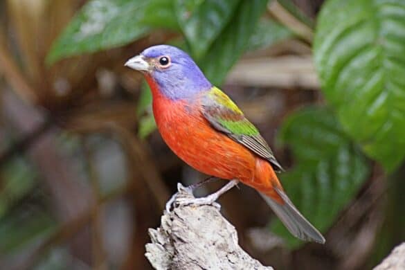 22 Amazing Purple Bird Species