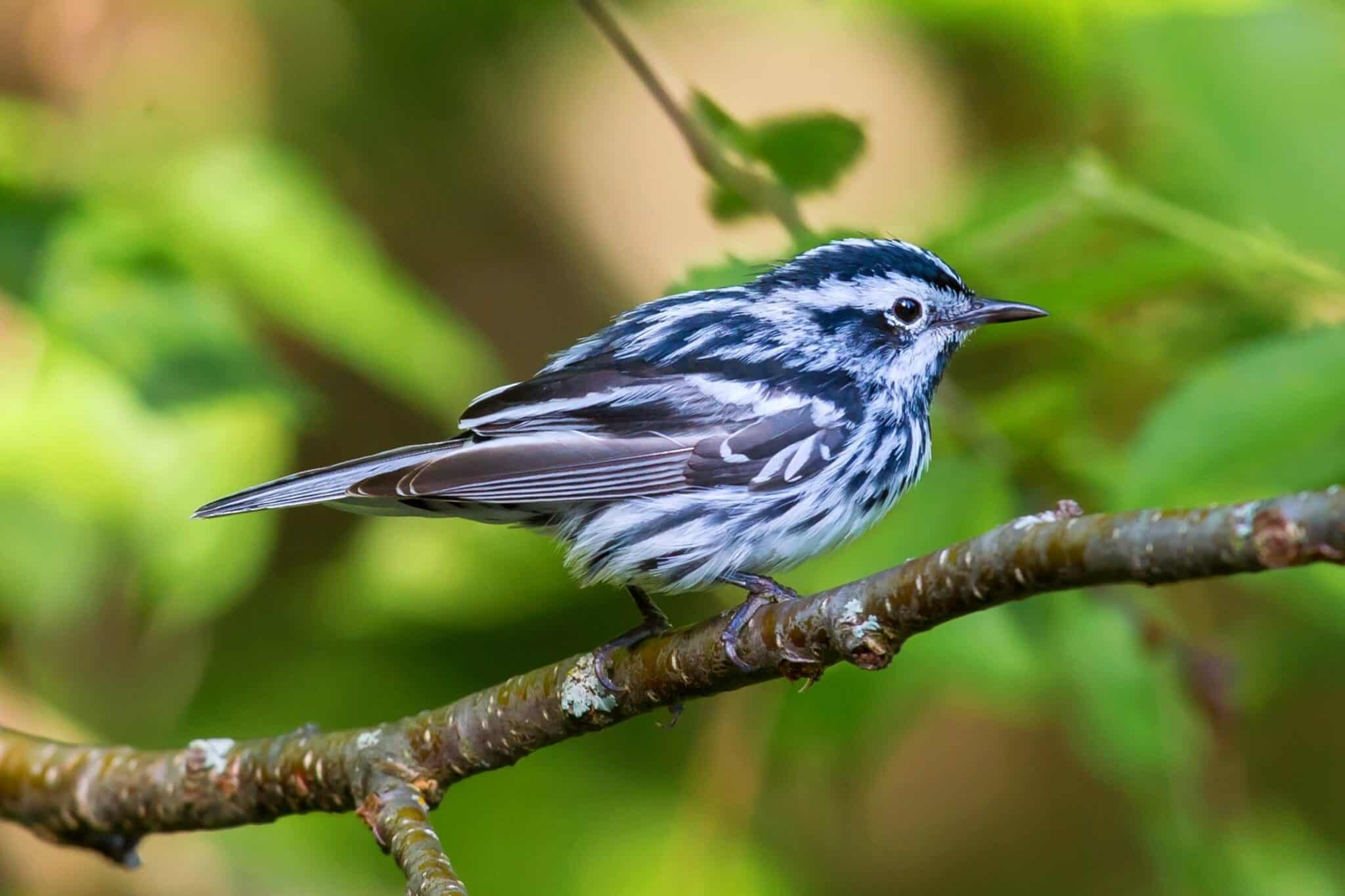 35 Birds With White Stripes on Wings