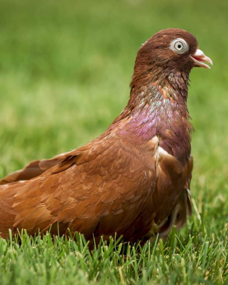 59 Different Types of Pigeons (With Pictures & Names)