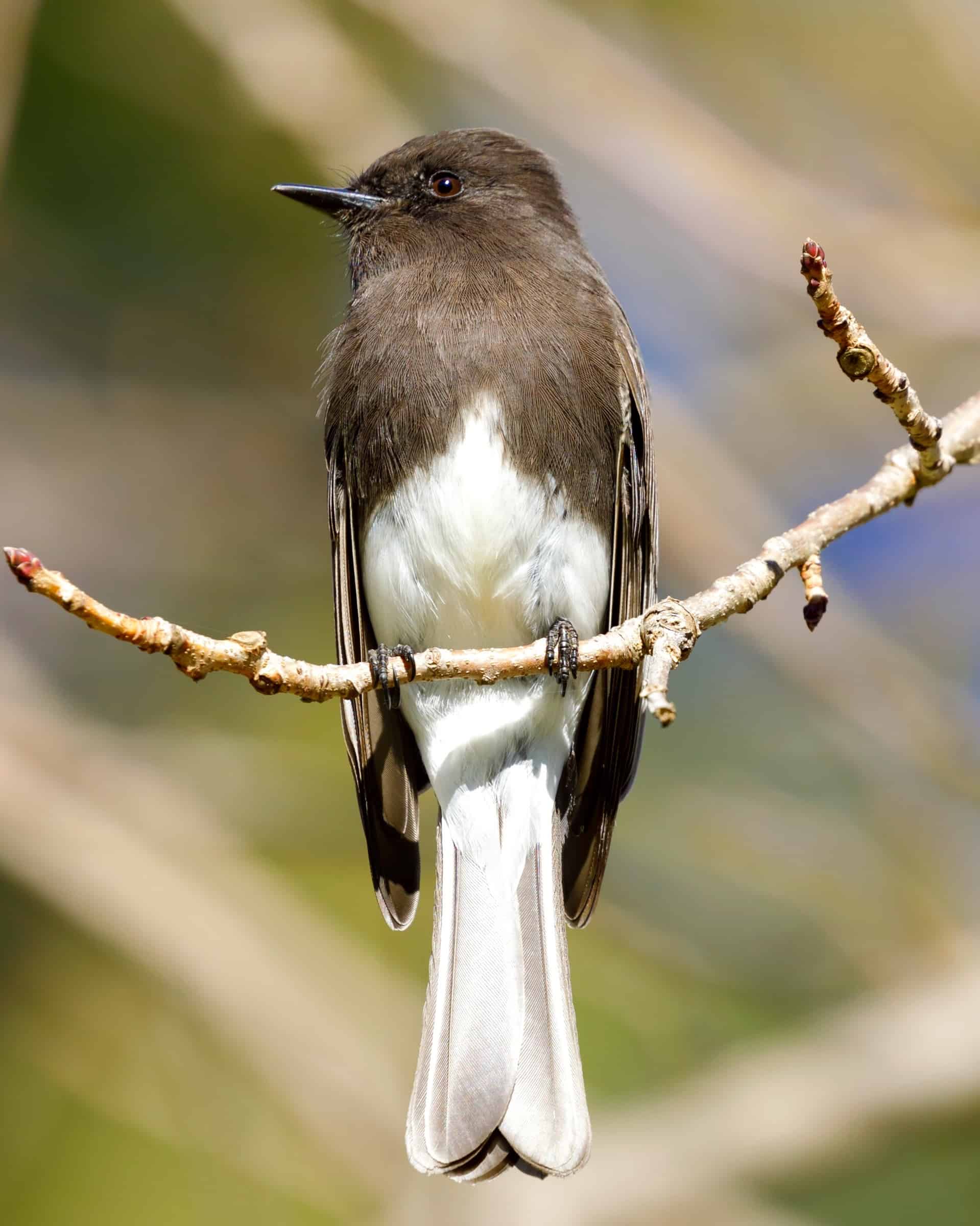 47 Black and White Birds You Must See!