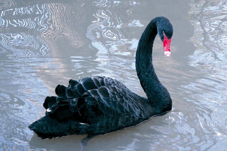 Swan vs. Goose: What's the Difference?