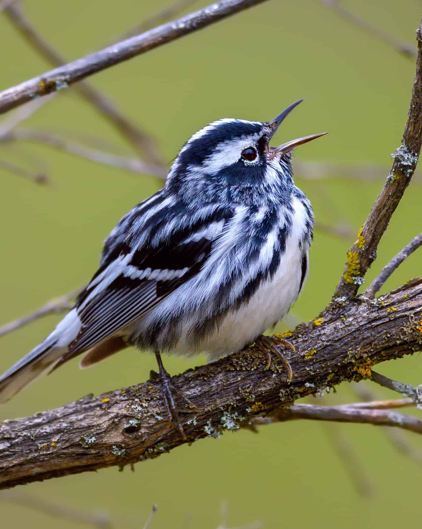 35 Birds With White Stripes on Wings
