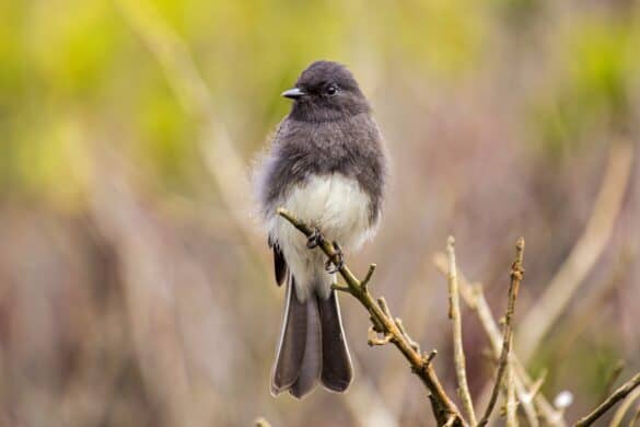 24 Types of Gray Birds (With Pictures & ID Guide)