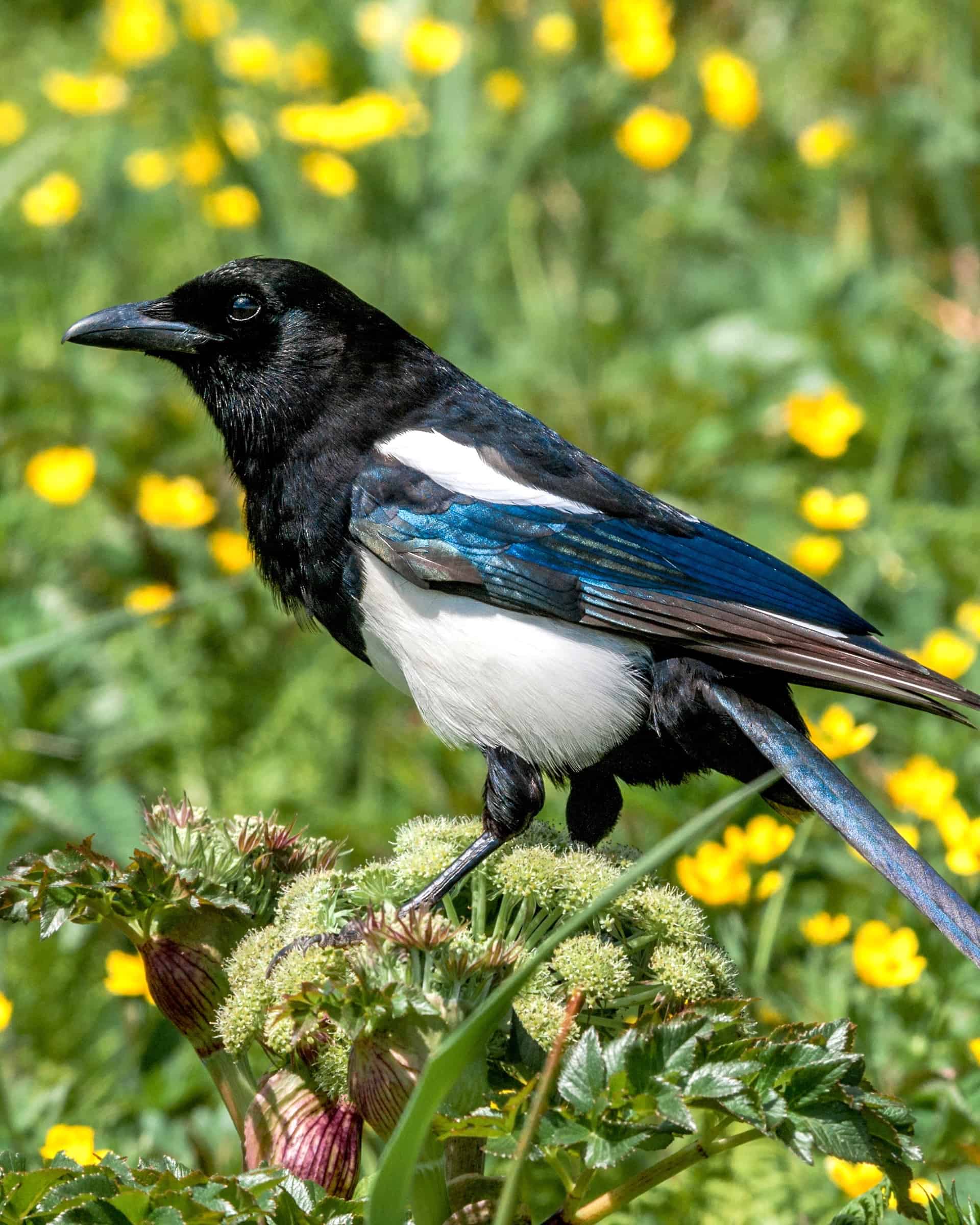15 Birds That Build Mud Nests - Bird Helpful