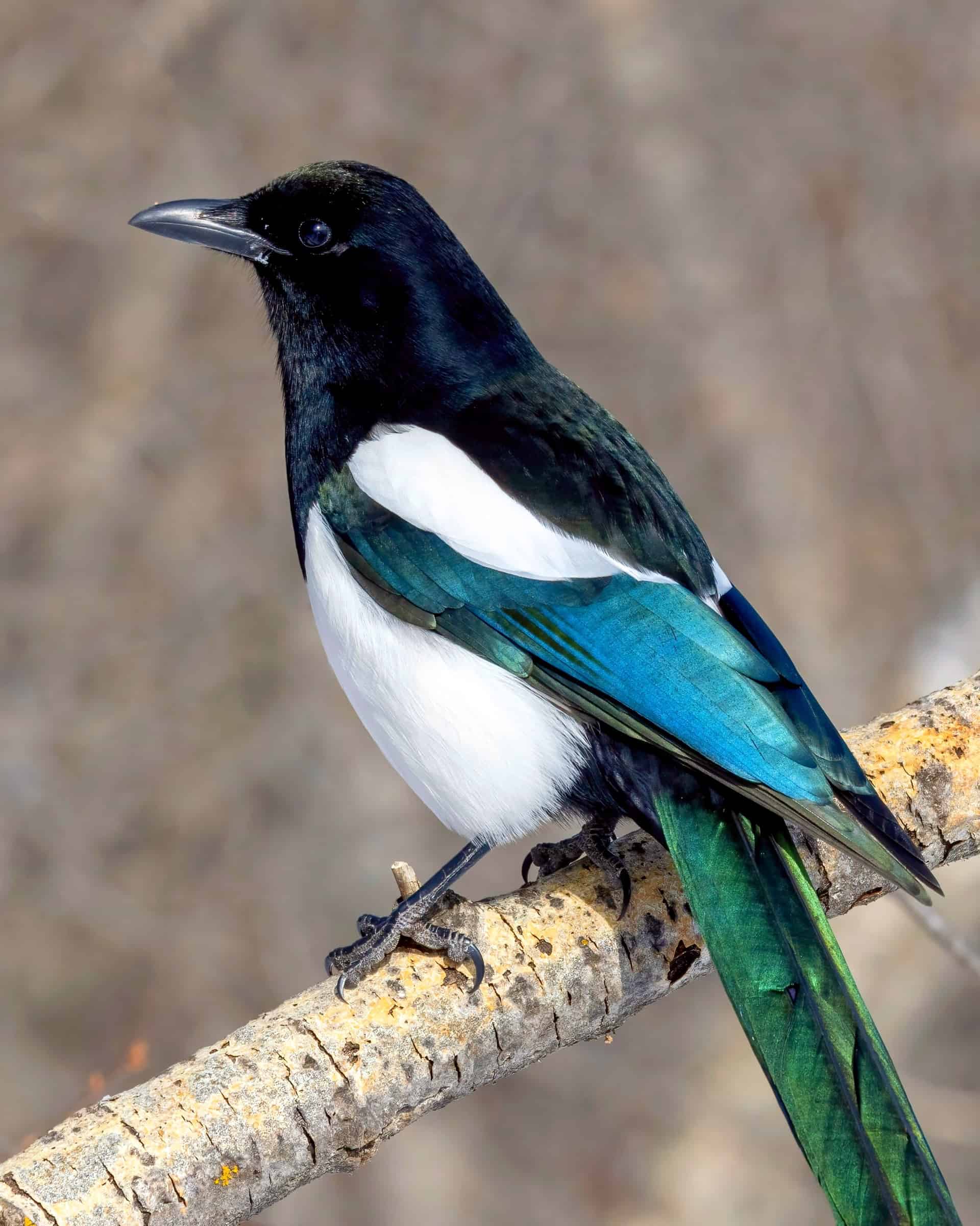 35 Birds With White Stripes on Wings