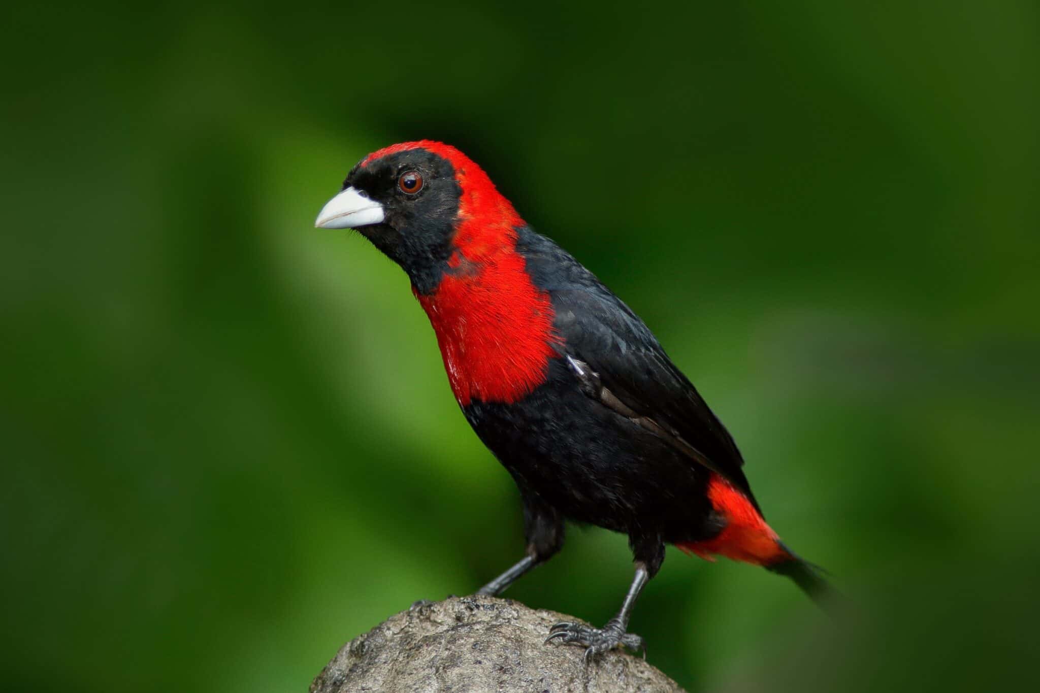 34 Black Birds With Red Heads - Bird Helpful