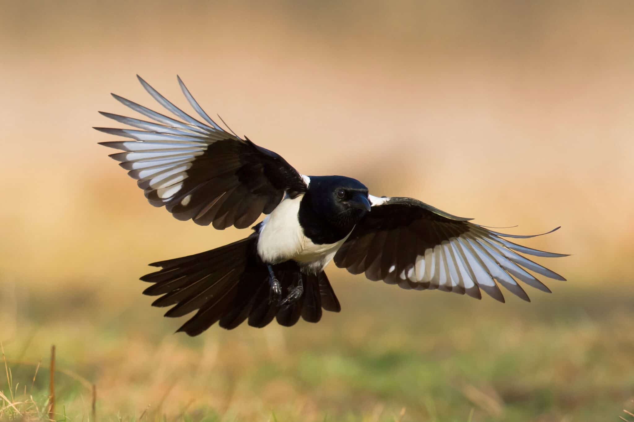 33 Black Birds With White Stripes on Wings