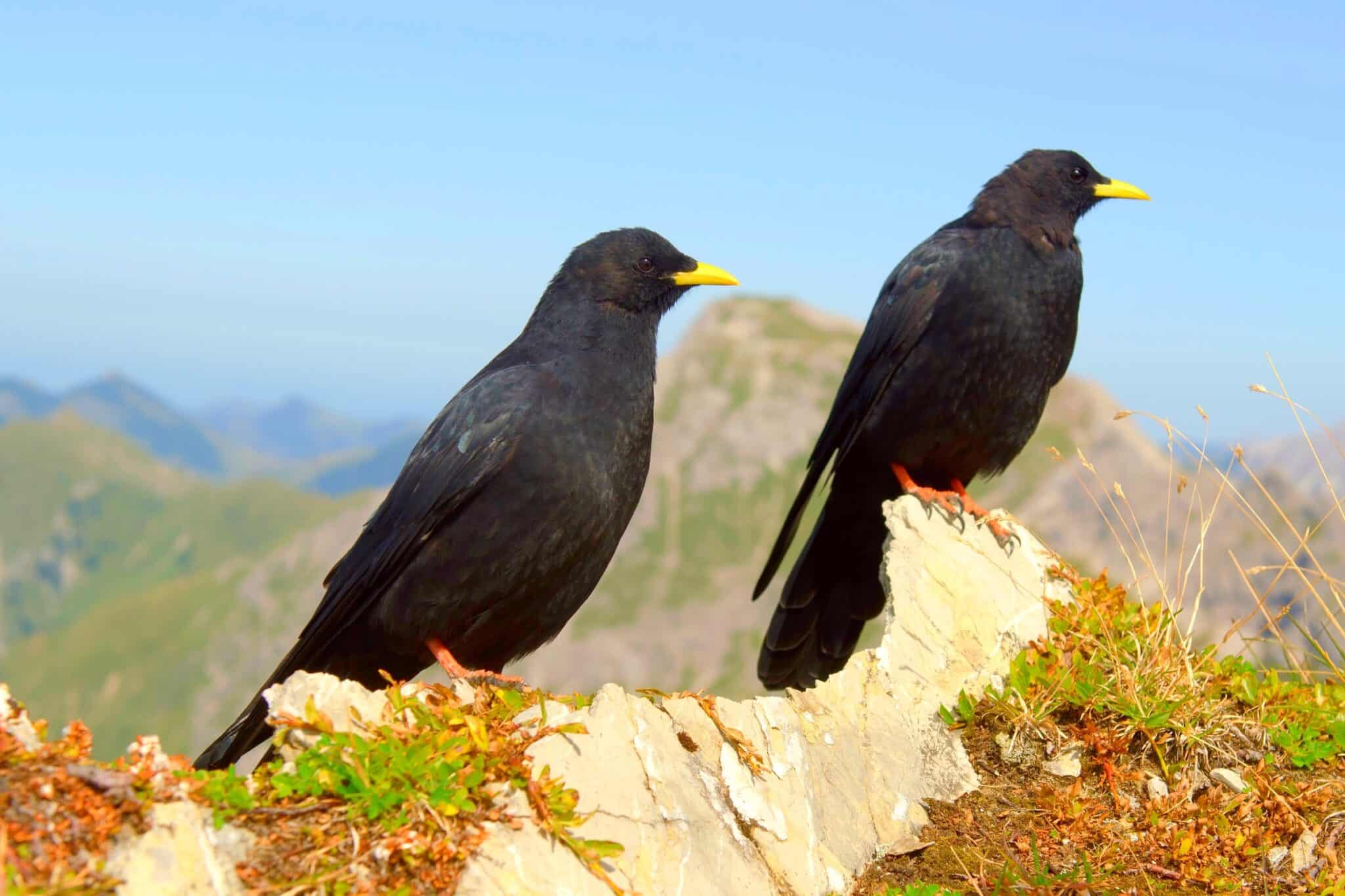 28 Black Birds With Yellow Beaks - Bird Helpful