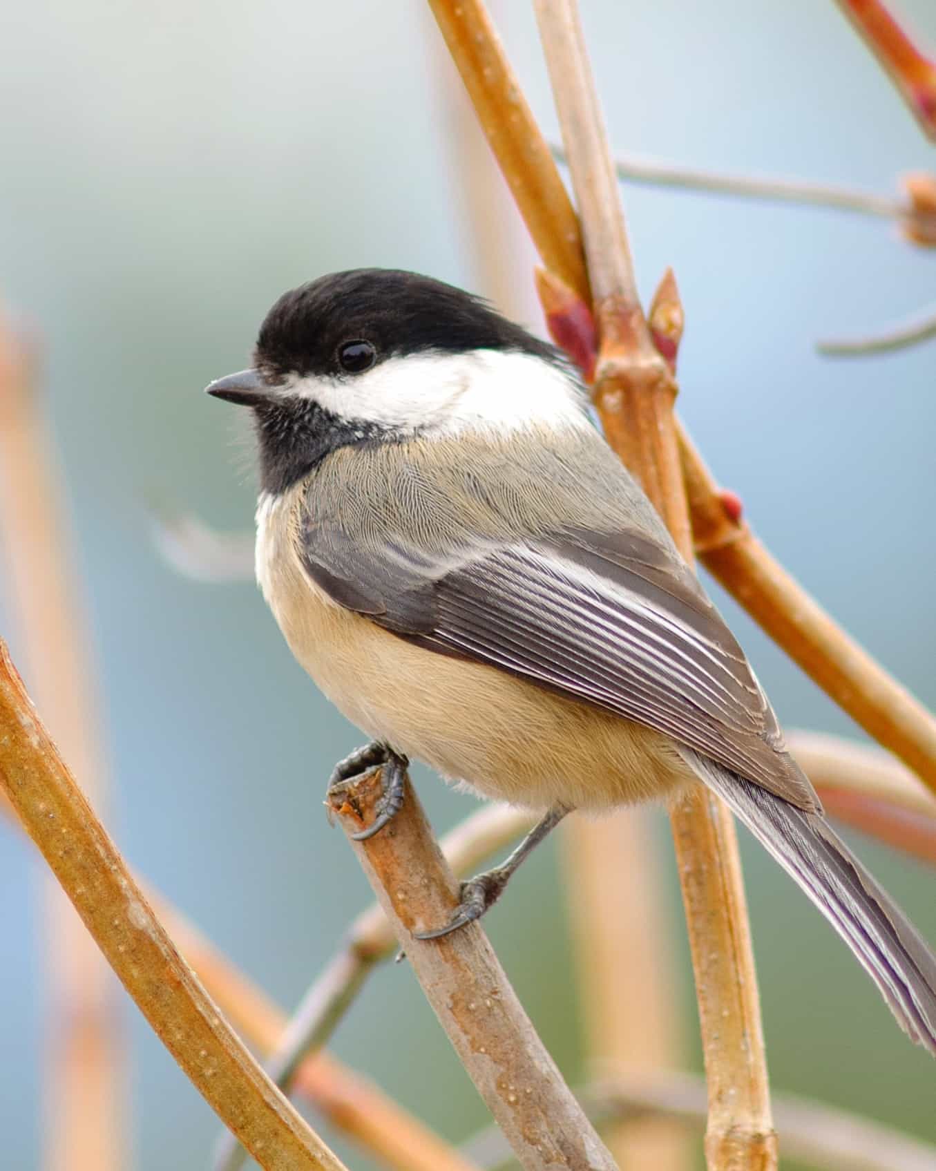 35 Birds With White Stripes on Wings