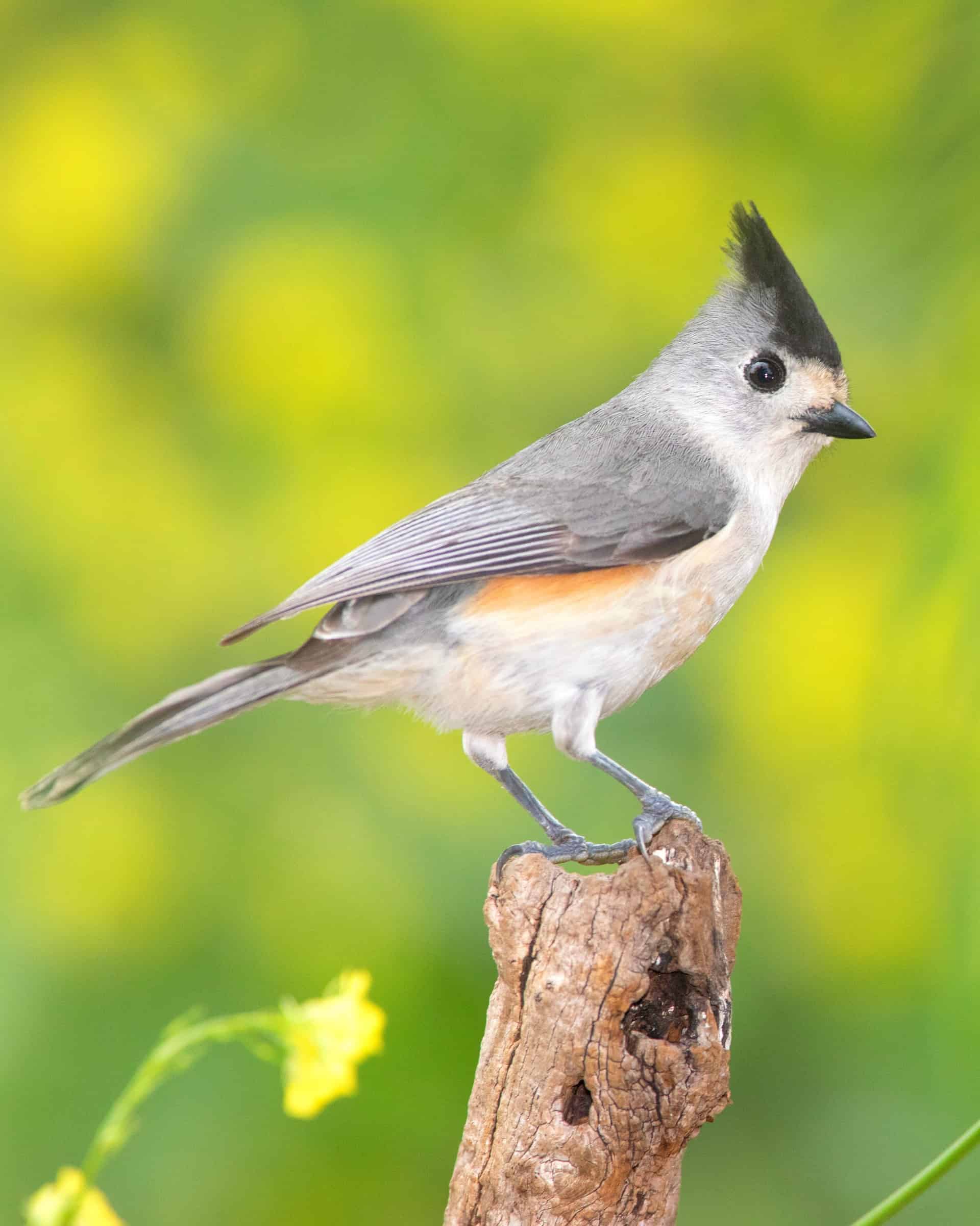 33 Black Birds With White Stripes on Wings