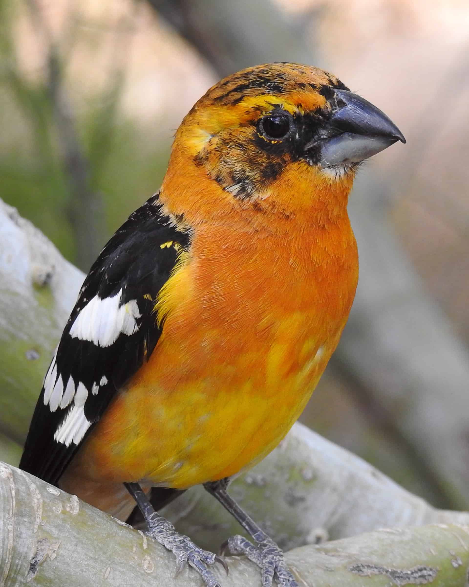 49 Birds With Orange Chests - Bird Helpful