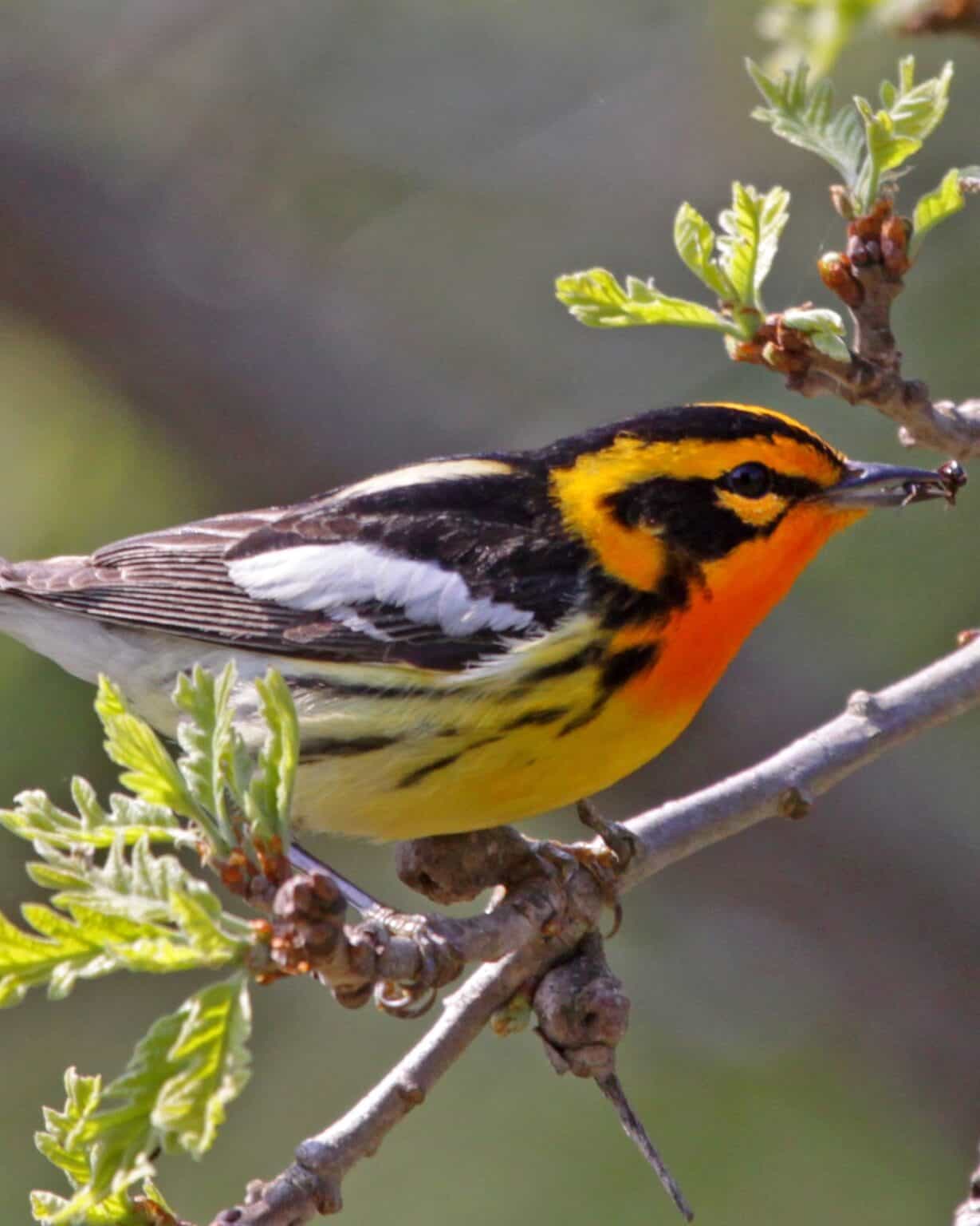 49 Birds With Orange Chests (With Pictures) - Bird Helpful